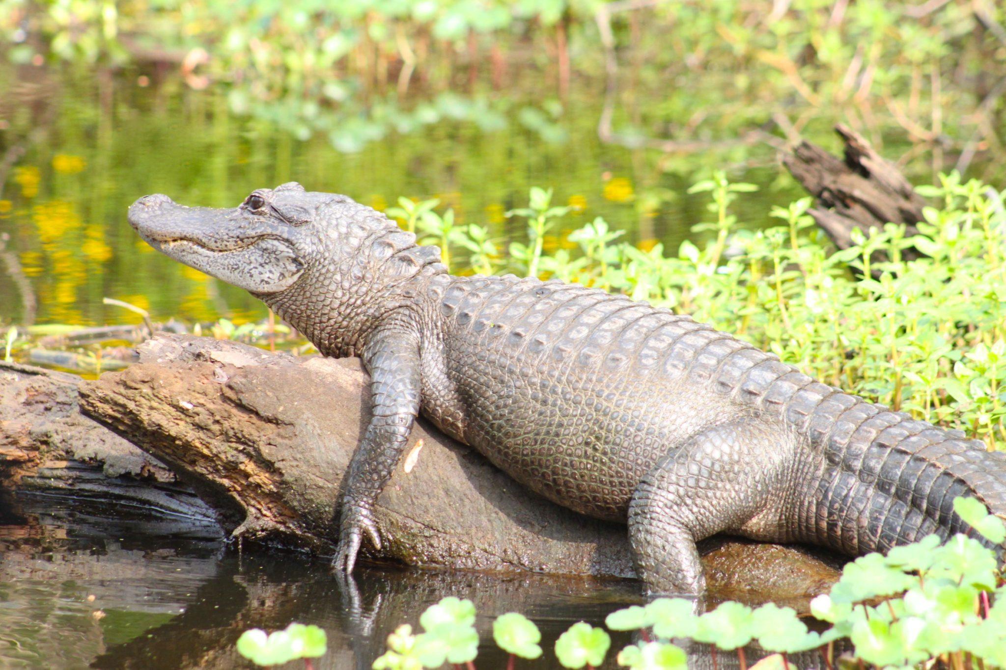 11 Unusual and Outdated Southern Laws - This Is My South