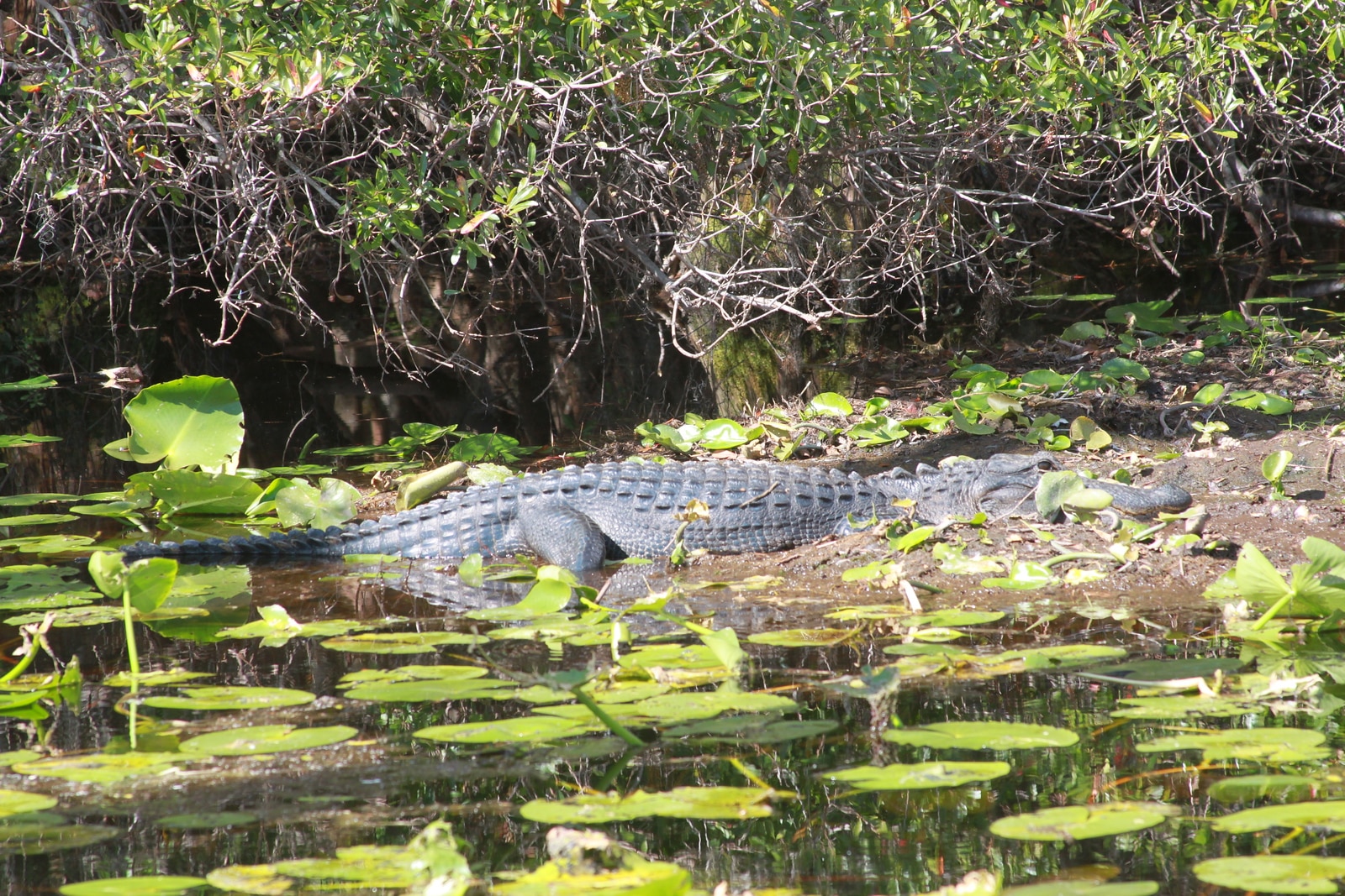 Tips for Visiting the Okefenokee Swamp - This Is My South